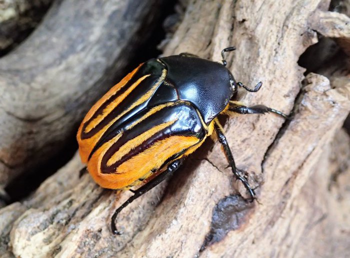 Trichaulax macleayi :: Coleoptera Guru