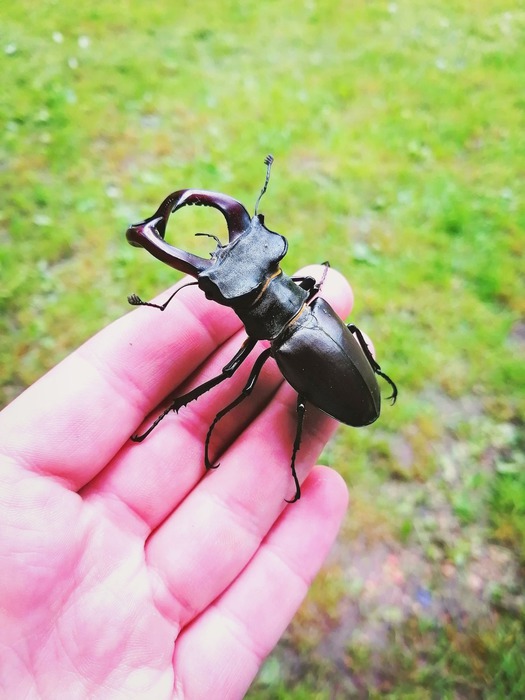 Roháči :: Coleoptera Guru